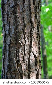 Trunk Black Pine Stock Photo 1053950675 | Shutterstock