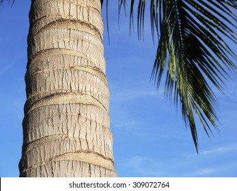 Coconut trunk : 45 755 images, photos et images vectorielles de stock ...