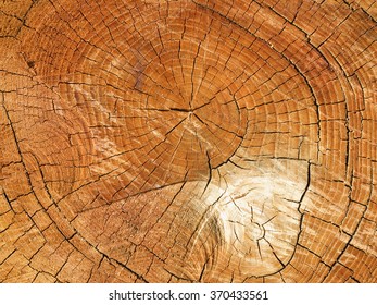 Trunk Cross Section Stock Photo 428086159 | Shutterstock