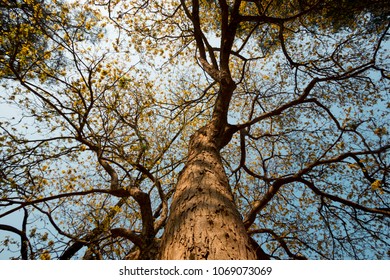 Trunk Golden Tree Stock Photo 1069073069 | Shutterstock