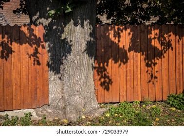 40 Tree grown around fence Images, Stock Photos & Vectors | Shutterstock