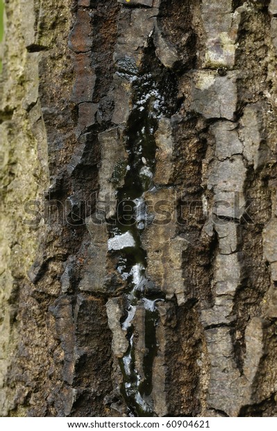 Trunk Oak Tree Acute Oak Decline Foto stock 60904621 | Shutterstock