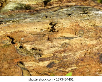 Trunk Old Main Stem Tree Stock Photo 1693484401 | Shutterstock