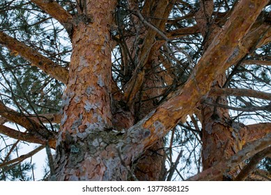 Trunk Pine Tree Forest Looking Crown Stock Photo 1377888125 | Shutterstock