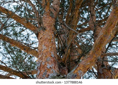 Trunk Pine Tree Forest Looking Crown Stock Photo 1377888131 | Shutterstock