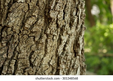 Rough Tree Trunk Hd Wallpaper Stock Photo 1446086828 | Shutterstock