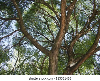 Large Samanea Saman Tree Branch Kanchanaburi Stock Photo 610610714 ...