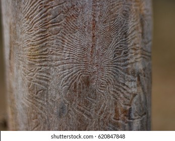 5,585 Bark beetle patterns Images, Stock Photos & Vectors | Shutterstock
