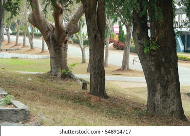11,400 Three tree trunks Images, Stock Photos & Vectors | Shutterstock