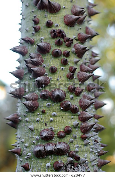 Trunk Tropical Tree Sharp Spikes Stock Photo (Edit Now) 628499