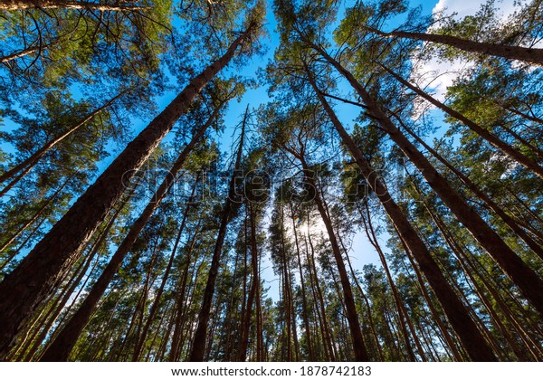 Trunks Pine Trees Dense Evergreen Forest Stock Photo 1878742183 ...