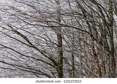 Trunks Spreading Branches Deciduous Trees Snow Stock Photo 1231372015 ...
