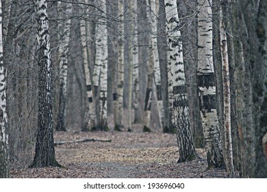 Trunks Trees Without Leaves Background Stock Photo (Edit Now) 193696040