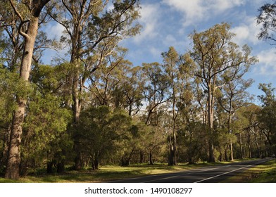 223 Tuart forest national park Images, Stock Photos & Vectors ...