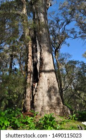 Tuart Trees Eucalyptus Gomphocephala Tuart Forest Stock Photo ...