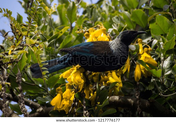 Tui Tree Stock Photo 1217776177 | Shutterstock
