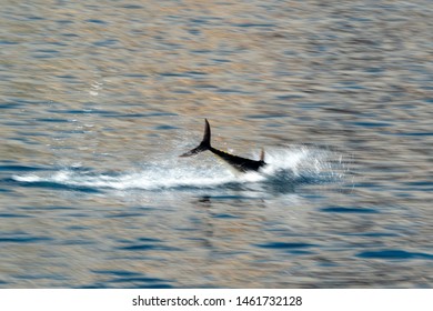 84 Tuna jumping out of water Stock Photos, Images & Photography ...