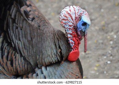 Closeup Portrait Turkey Blue Head Red Stock Photo 1488587243 | Shutterstock