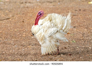 Turkey Stock Photo 90505894 | Shutterstock