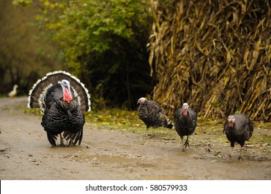 1,671 imágenes de Turkey alive - Imágenes, fotos y vectores de stock ...