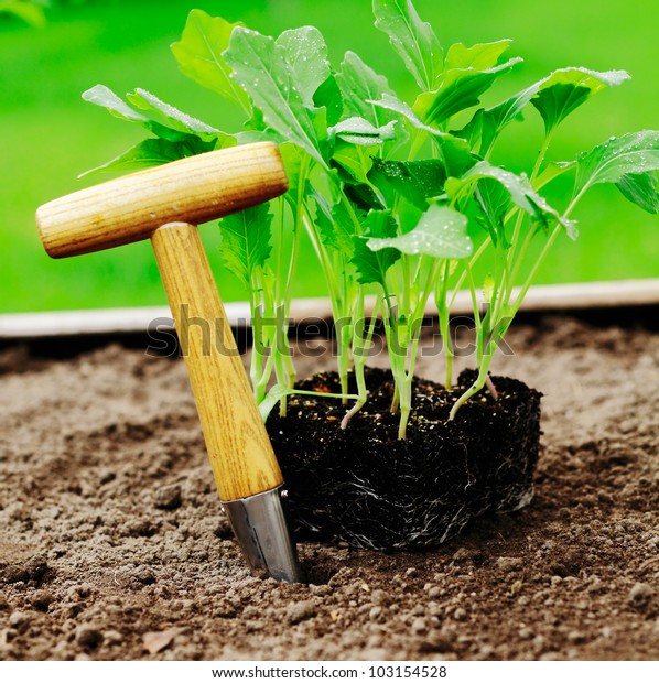 Turnip Cabbage Dibber Garden Patch Stock Photo (Edit Now) 103154528