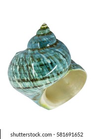 Стоковая фотография 581691652: Turquoise Seashell | Shutterstock
