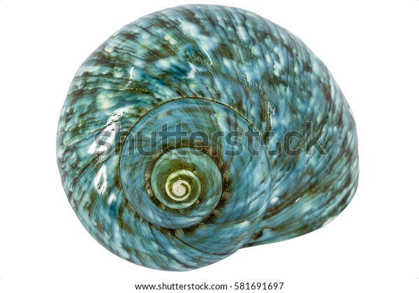 Turquoise Seashell Stock Photo 581691697 | Shutterstock