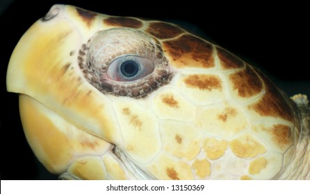 3,310 Sea Turtle Face Images, Stock Photos & Vectors | Shutterstock