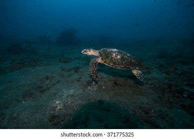 Hawksbill Sea Turtle Florida Keys Stock Photo 568632088 | Shutterstock