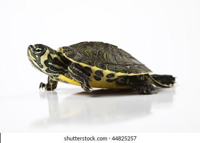 Turtle Just Before Finish Line Stock Photo 1284129811 | Shutterstock