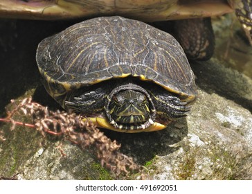 687 Retracted Neck Images, Stock Photos & Vectors | Shutterstock