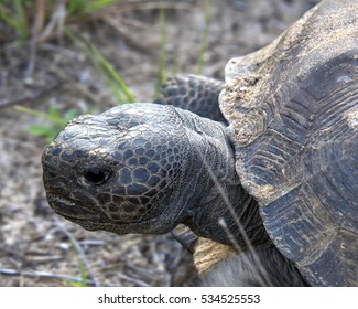 24 Turtle with straw in nose Images, Stock Photos & Vectors | Shutterstock