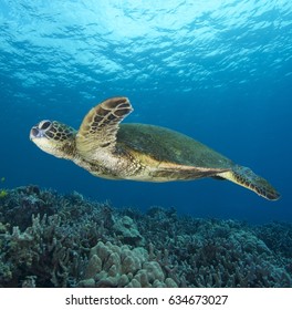 14,181 Hawaii turtle Stock Photos, Images & Photography | Shutterstock
