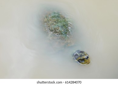 Turtle Algae Growing On Shell Swimming Stock Photo 614284070 | Shutterstock