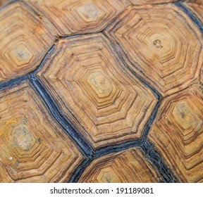 Tortoiseshell Background Stock Photo (Edit Now) 305121752