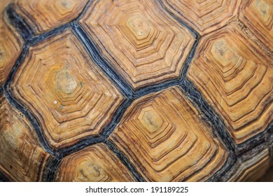 Tortoiseshell Background Stock Photo (Edit Now) 305121752