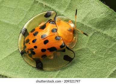 Turtle Beetle Stock Photo 209321797 | Shutterstock