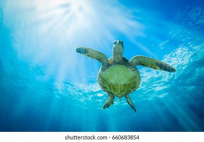 Turtle Belly Stock Photo 660683854 | Shutterstock