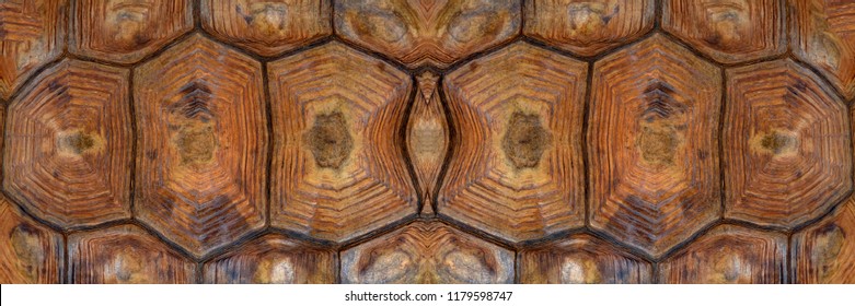 Turtle Carapace Close Texture Pattern Turtle Stock Photo 1179598747 ...