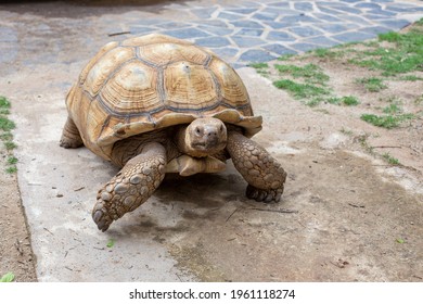 1,577 Tortoise hiding in shell Images, Stock Photos & Vectors ...