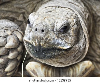 24 Turtle with straw in nose Images, Stock Photos & Vectors | Shutterstock