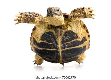 4,634 Turtle leg Images, Stock Photos & Vectors | Shutterstock