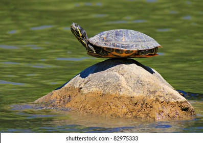22,087 Turtle On Rock Images, Stock Photos & Vectors | Shutterstock