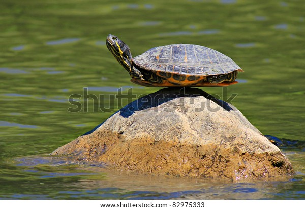 Turtle Doing Yoga Finding Ultimate Sense Stock Photo (Edit Now) 82975333