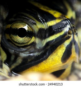 Turtle Facing Camera Acanthochelys Stock Photo 24940213 | Shutterstock