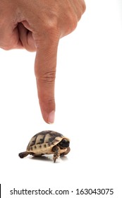 Turtle Finger Pointing Tiny Turtle Stock Photo 163043075 | Shutterstock