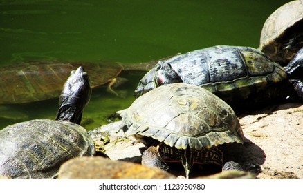 Turtle Forest Stock Photo 1123950980 | Shutterstock