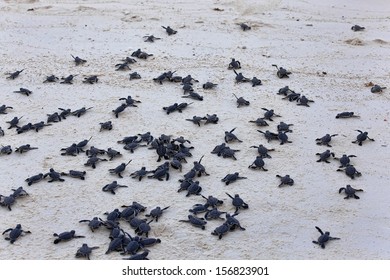 2,969 Turtle birth Images, Stock Photos & Vectors | Shutterstock