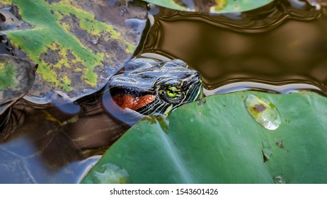 Turtle Head Hiding Under Leaf Stock Photo 1543601426 | Shutterstock