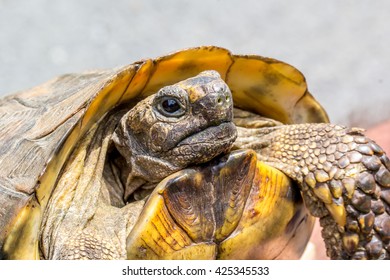 29,795 Turtle Head Shell Images, Stock Photos & Vectors | Shutterstock